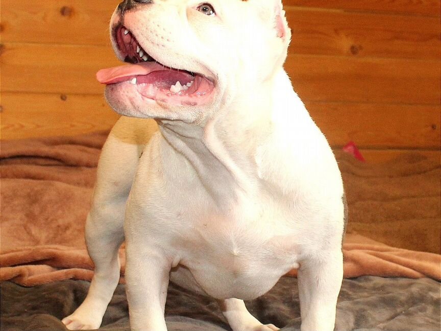 Стандарт. Девченка американский булли