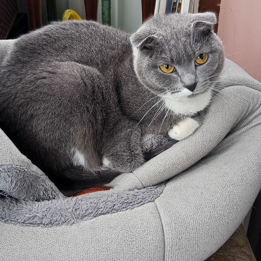 Взрослая, кошка в добрые руки