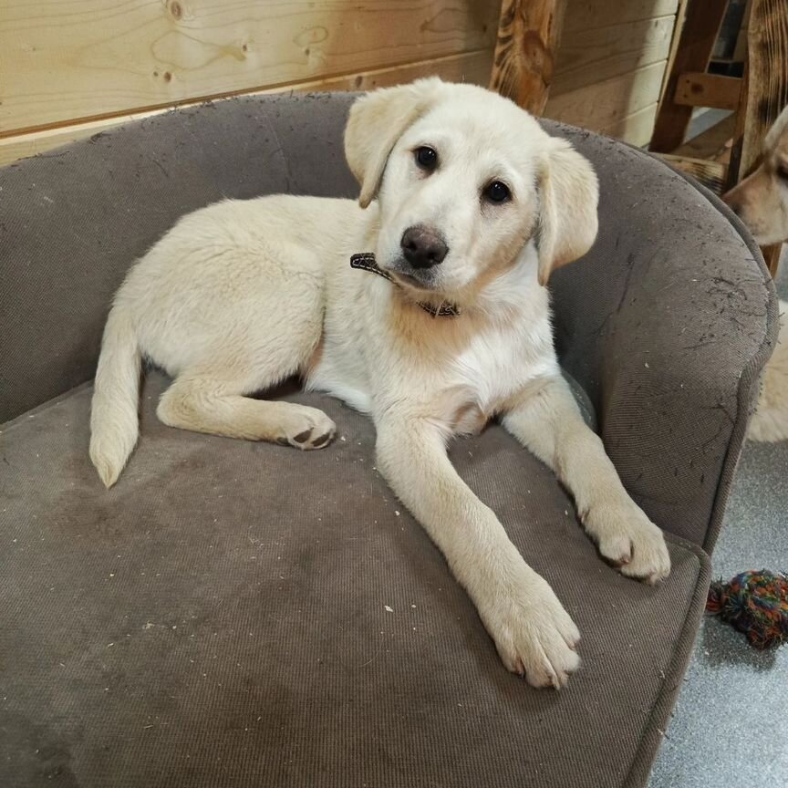 Щенок в добрые руки