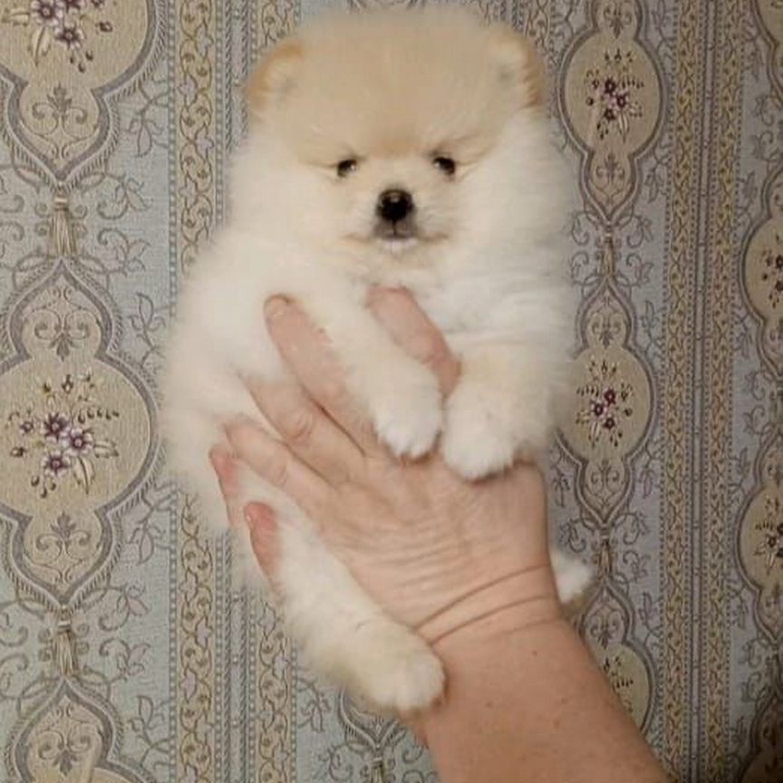 Щенки шпица мальчики