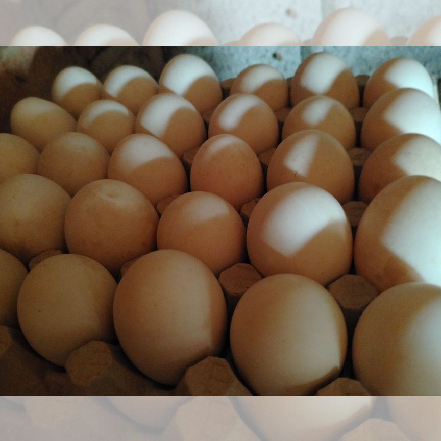 Яйца индоутки