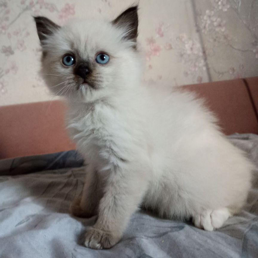 Тайский котёнок