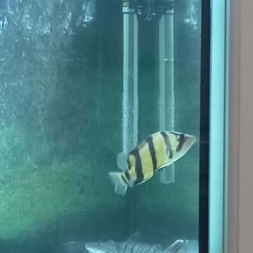 Тигровый окунь сиамский