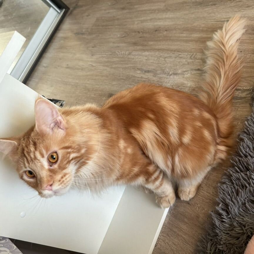 Кот мэйн кун