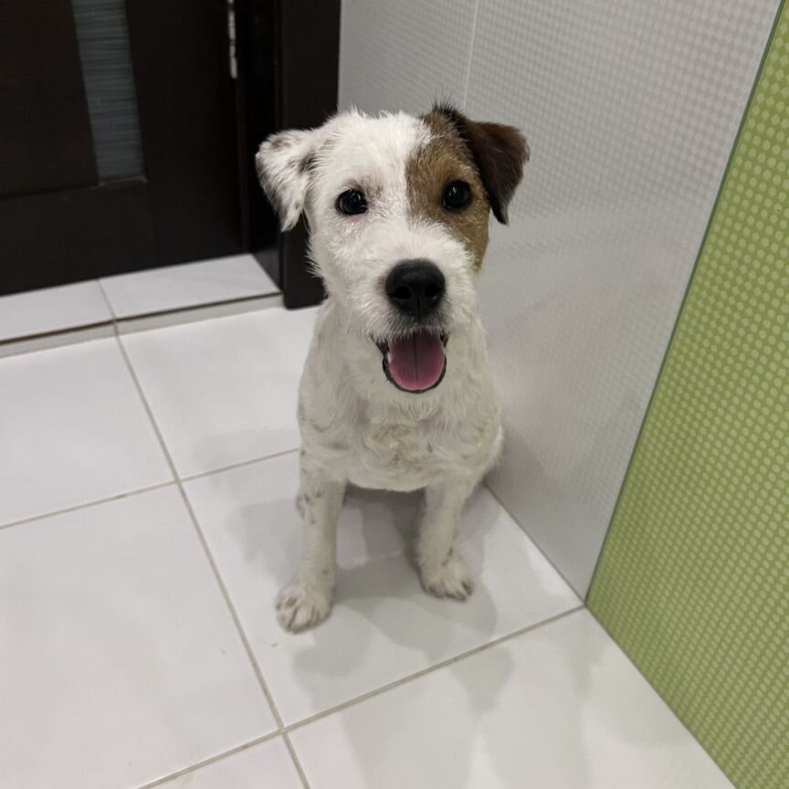 Парсон-рассел-терьер, щенок