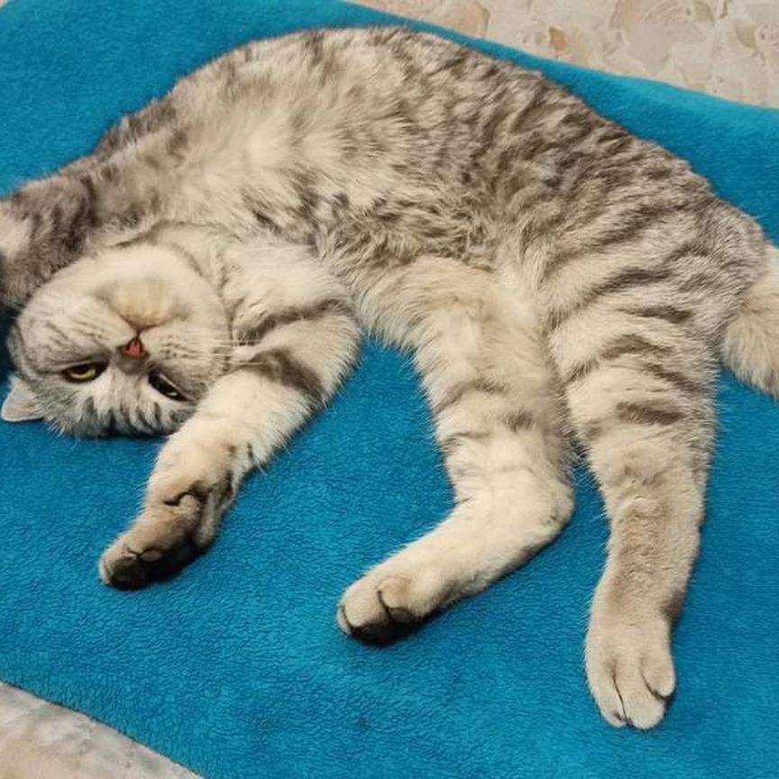 Шотландская вислоухая кошка в добрые руки
