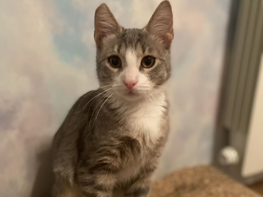 Котенок Темочка