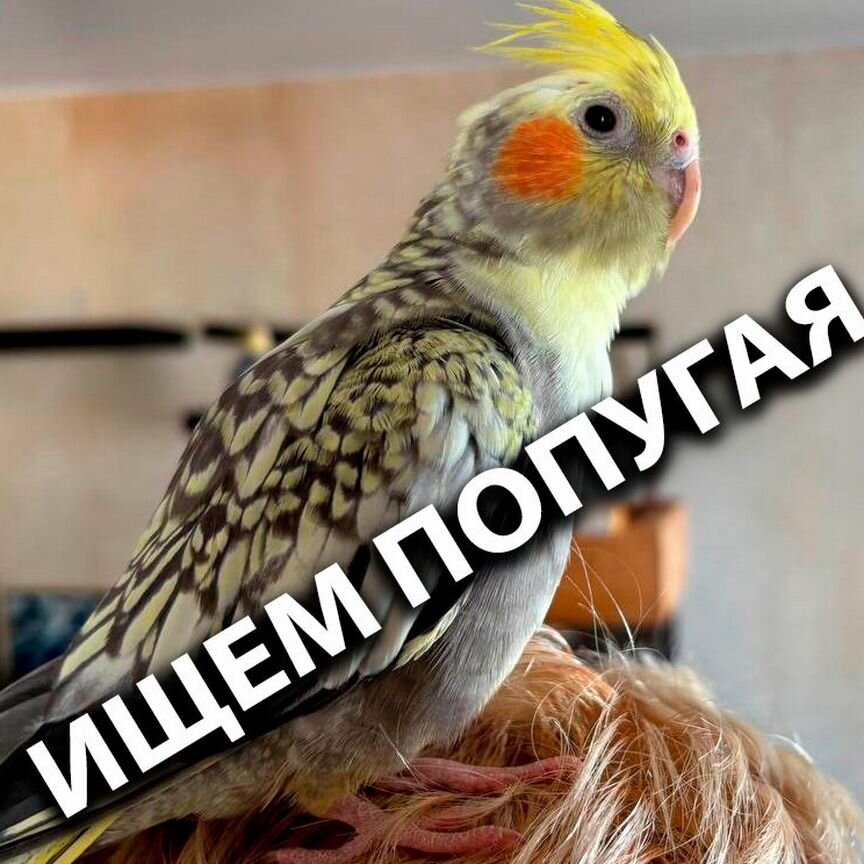 Попугай корелла ручной
