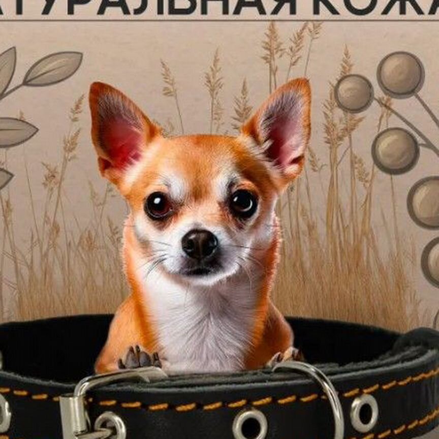 Ошейник для собак Oliver из натуральной кожи на мя