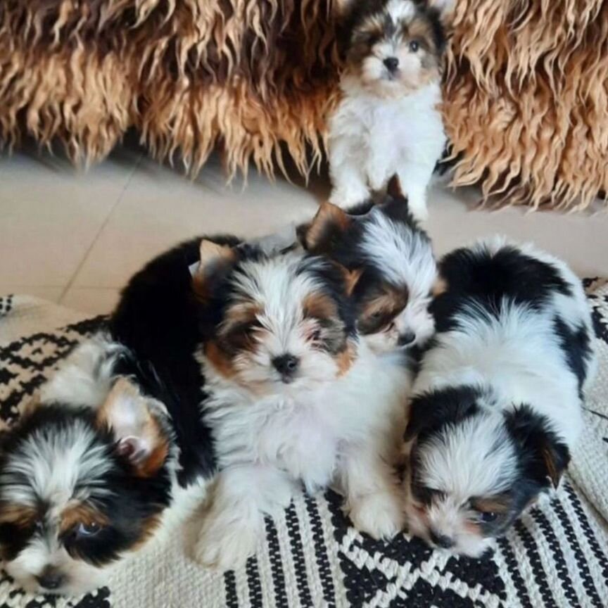 Йоркширский терьер, щенок