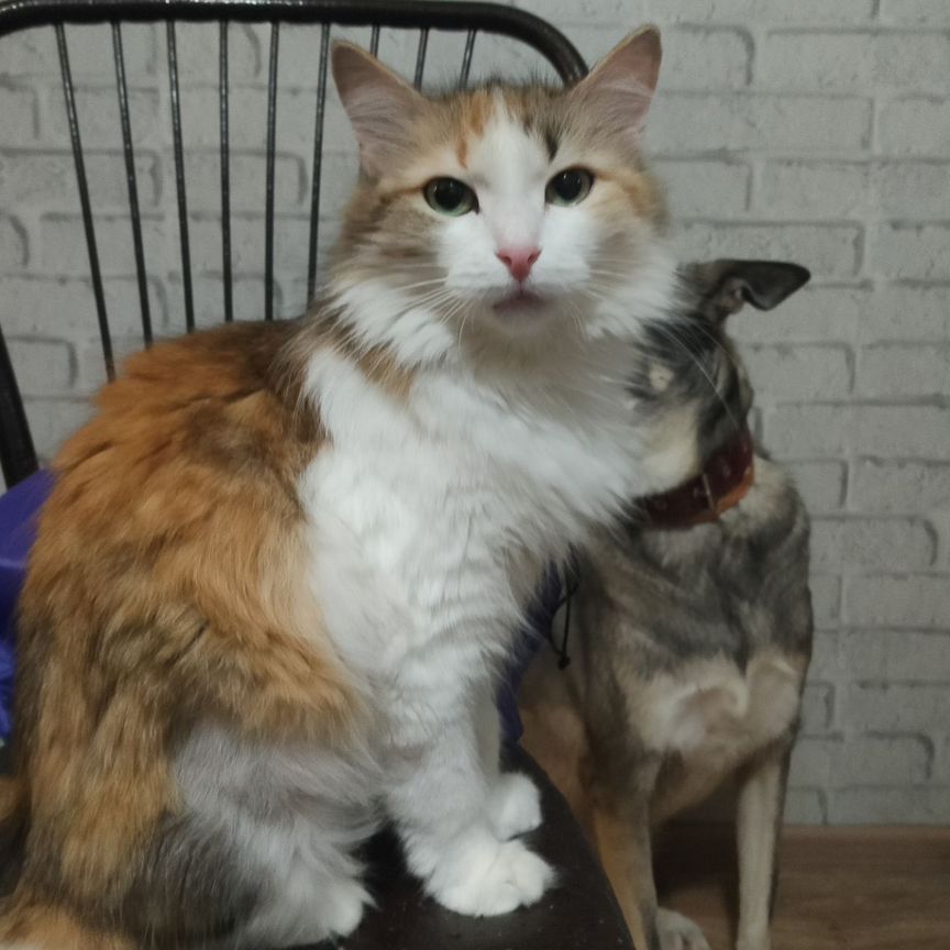 Взрослая, кошка в добрые руки