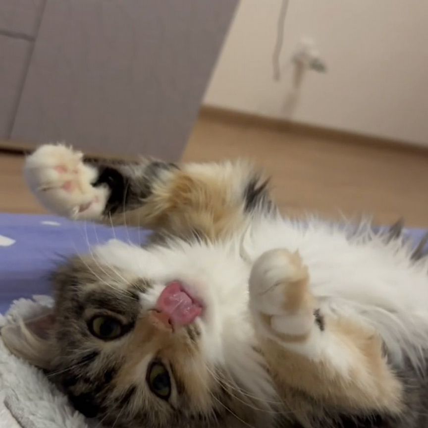 Котенок лисичка
