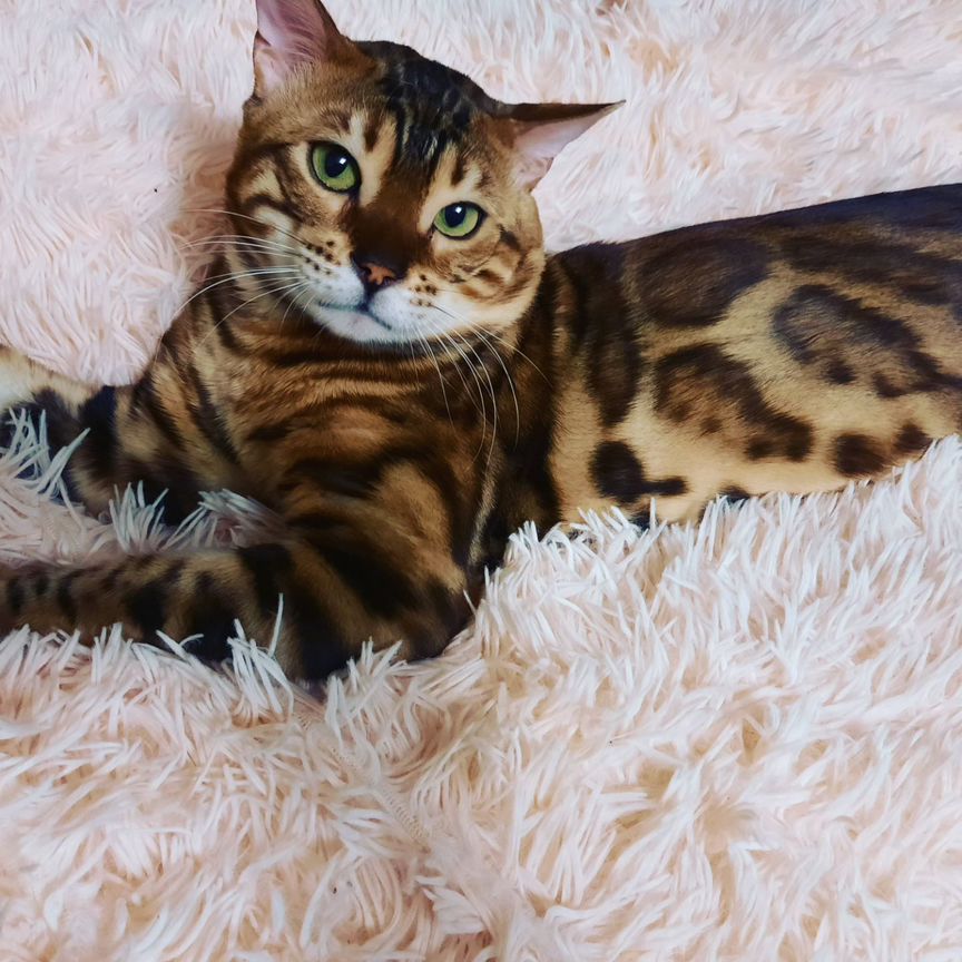 Бенгальская