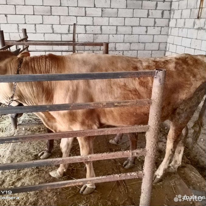 Бычки на откорм