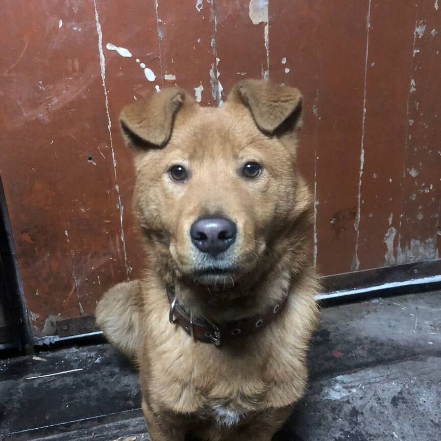 Собака в добрые руки дворняжка