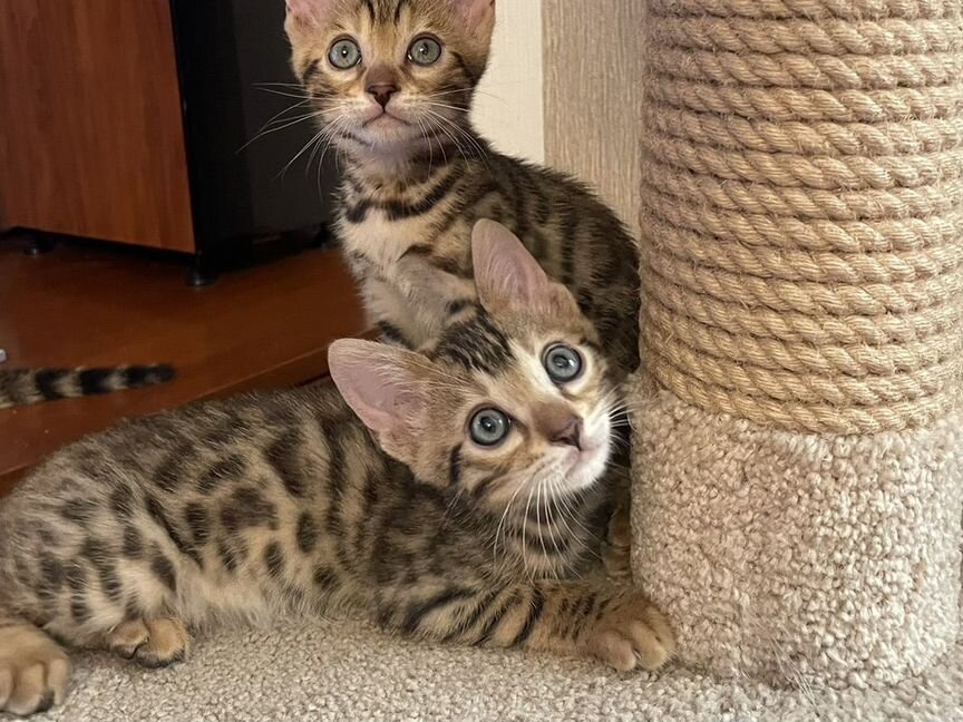 Бенгальские котята