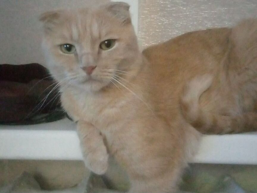 Котик на вязку