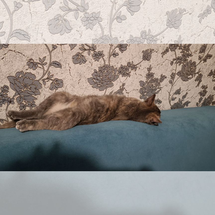 Отдам кошечку маленькую в доьрые руки