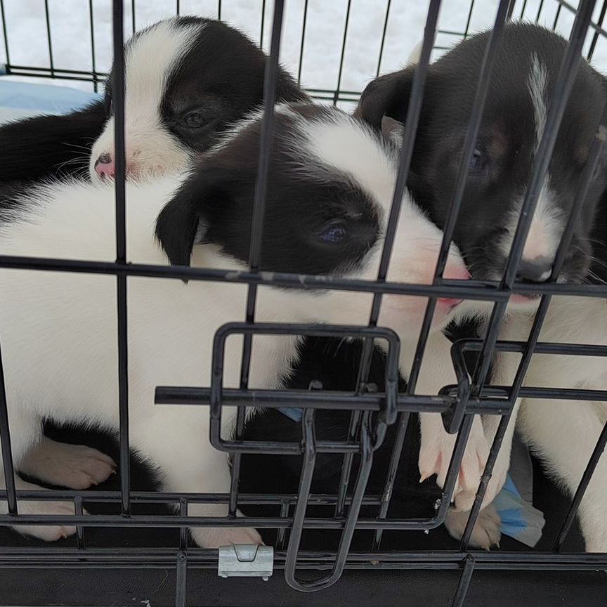 Щенки 1,5 месяца