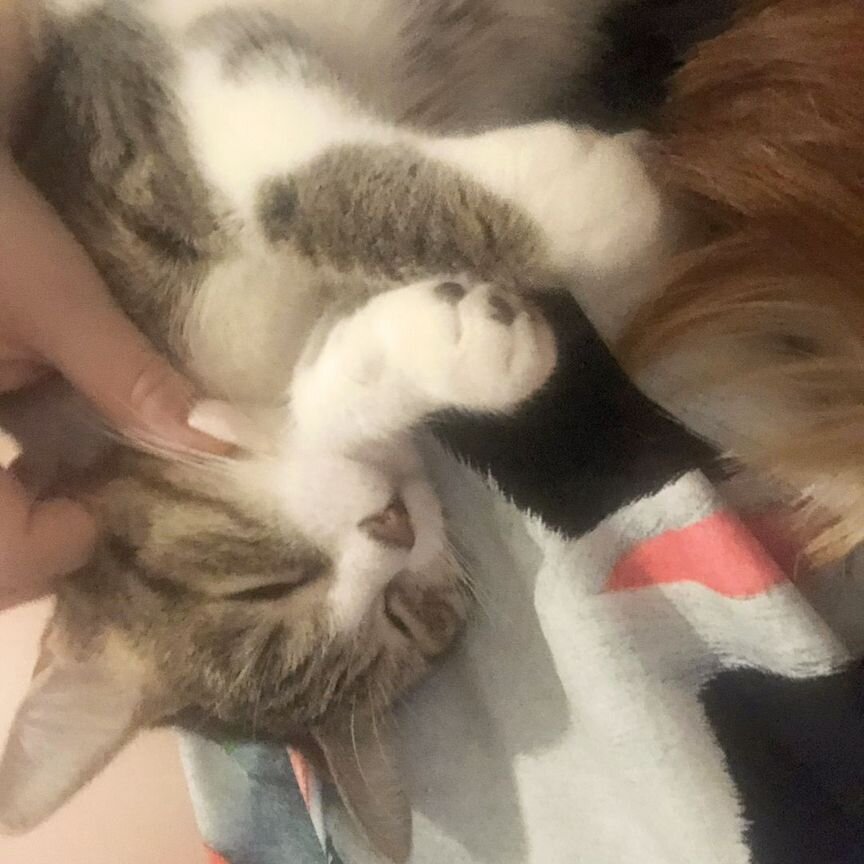 Передержка для кошек