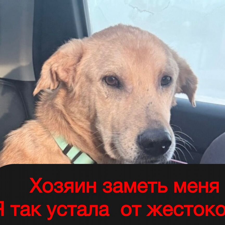 Взрослая собака в добрые руки