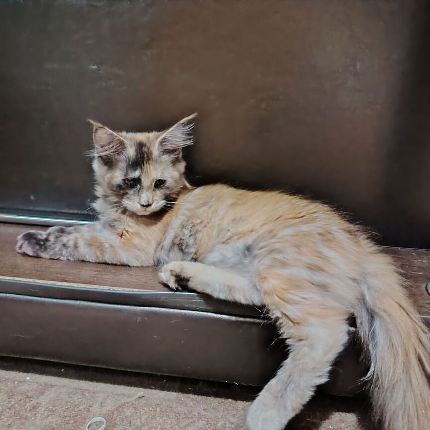 Котята мейн-кун