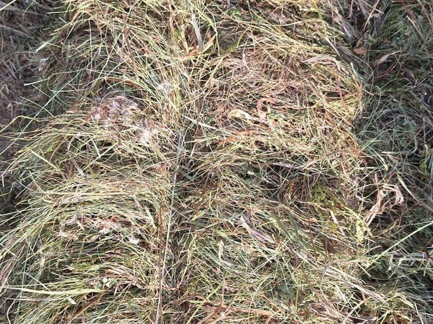 Сено в квадратных тюках