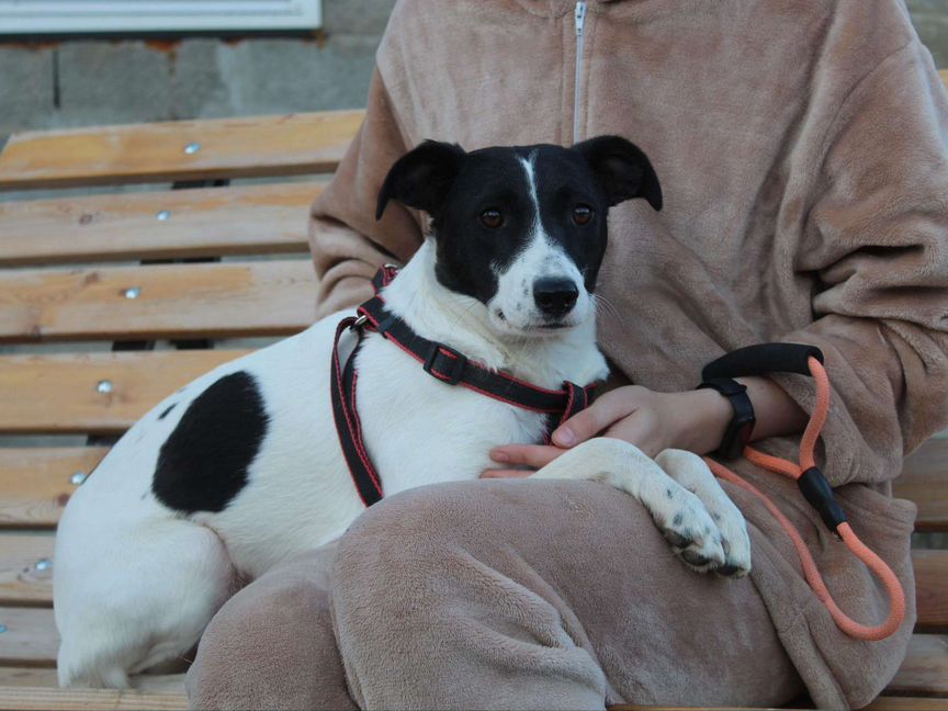 Собака Маня в добрые руки