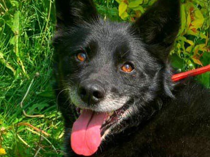 Собака в добрые руки