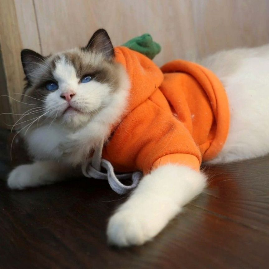 Рэгдолл котёнок