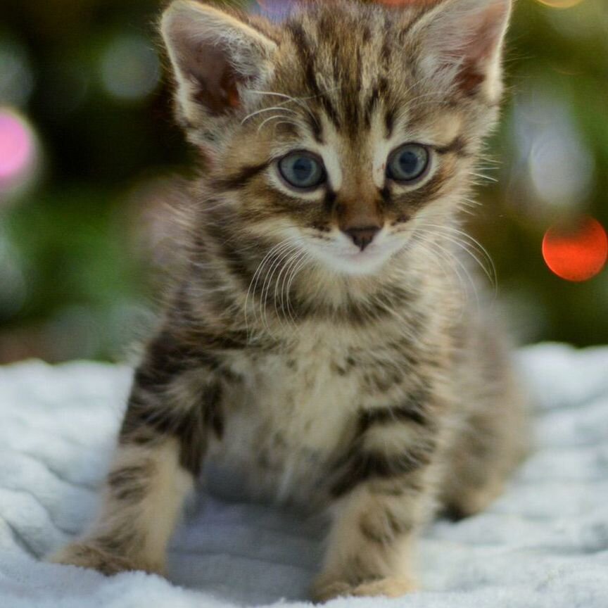 Курильский бобтейл короткошёрстный котёнок