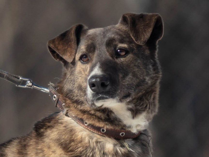 Собака в добрые руки