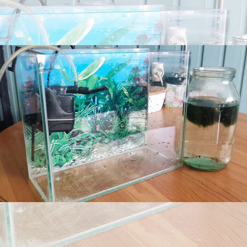 Аквариум с фильтром и грунтом кладофора в подарок