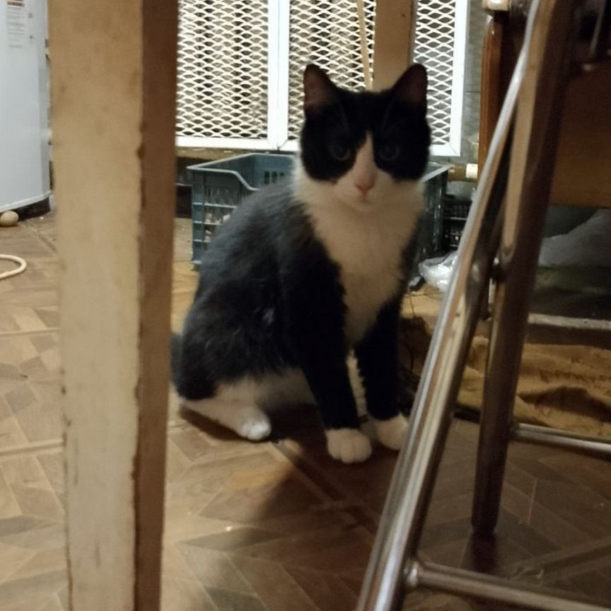 Взрослый кот в добрые руки