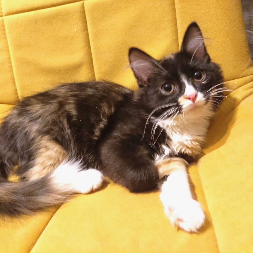 В добрые руки котенок девочка