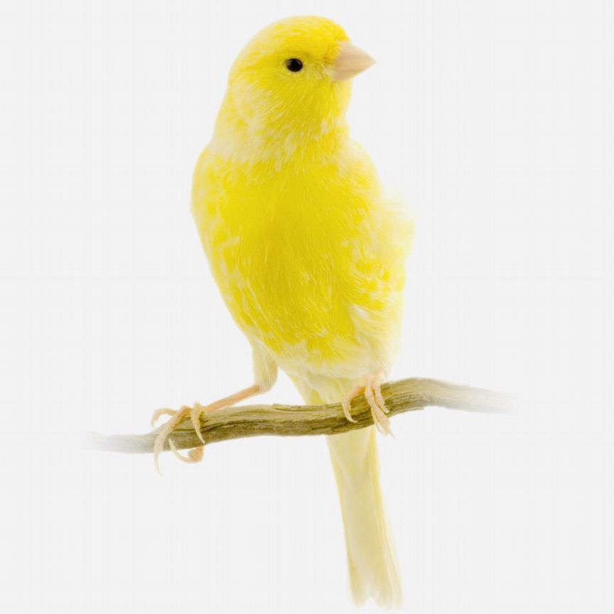 Кенар поющий