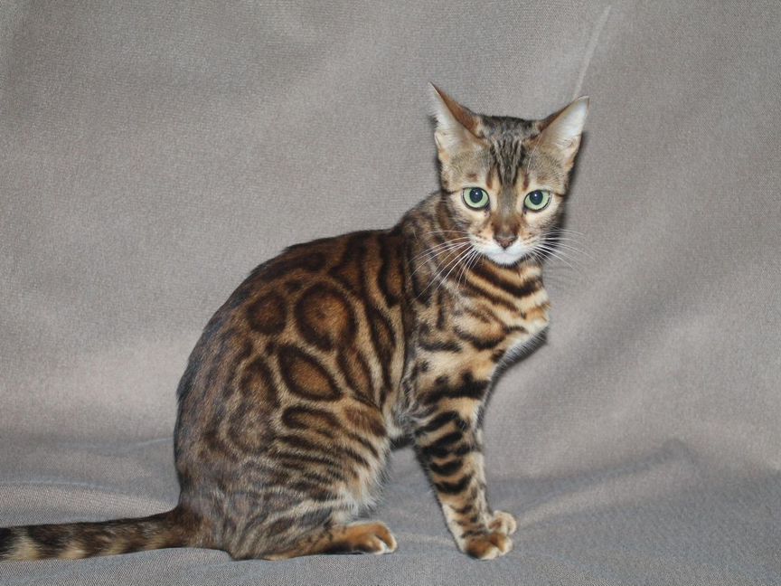 Бенгальская кот и кошка