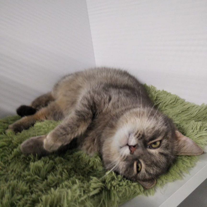 Коты в добрые руки