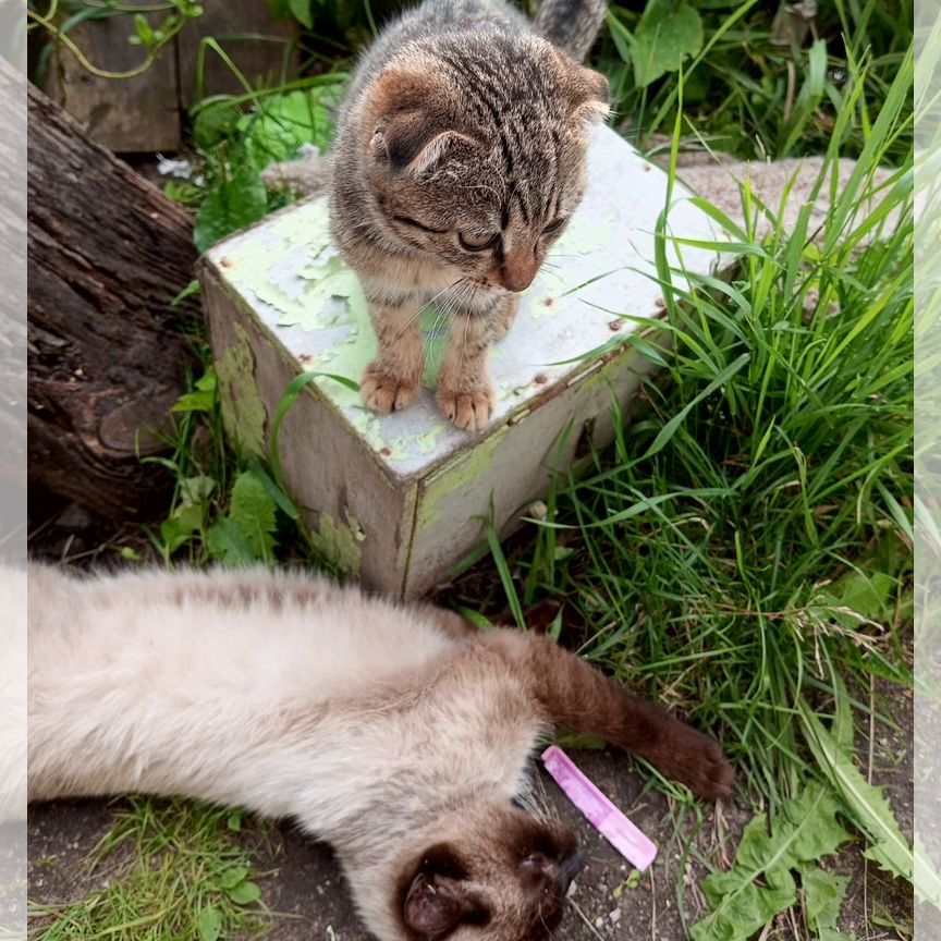 Котенок