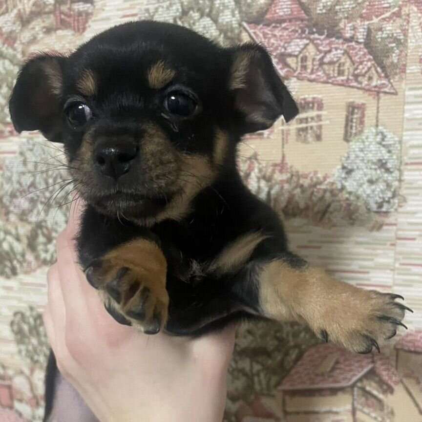 Русский той-терьер, щенок