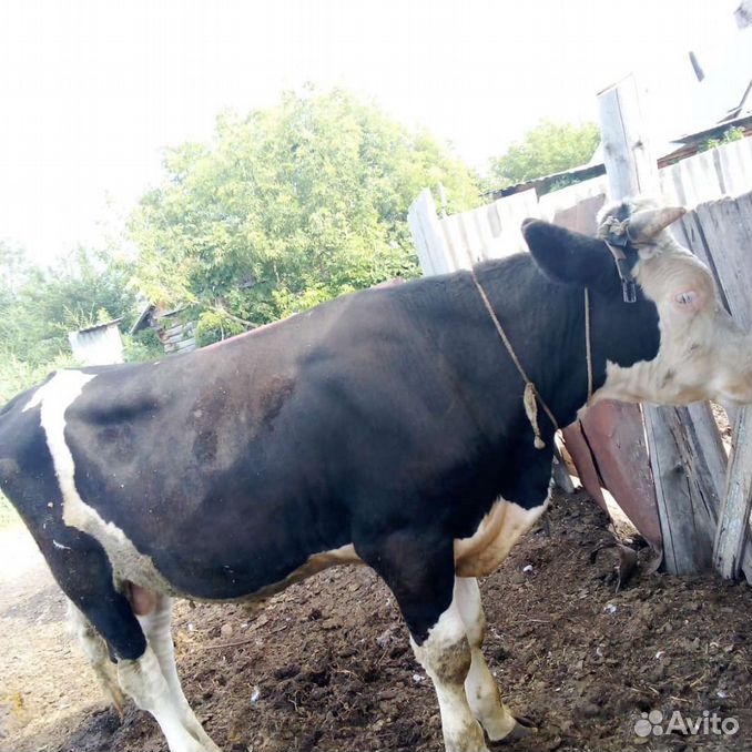 Бык на мясо