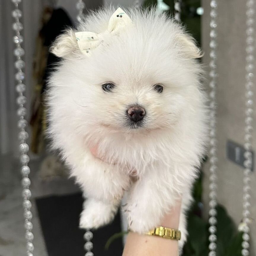 Померанский шпиц, щенок