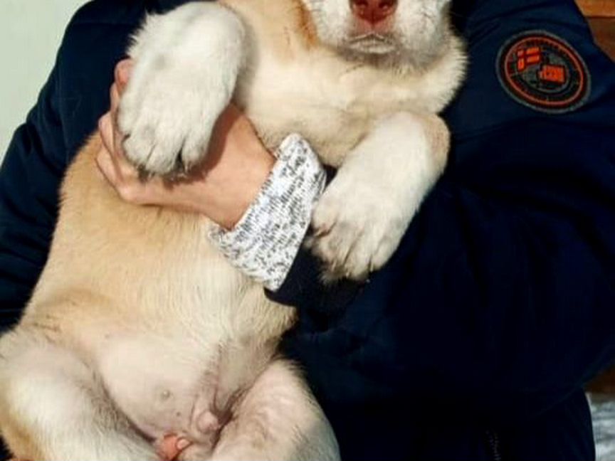 Шенок Марсель