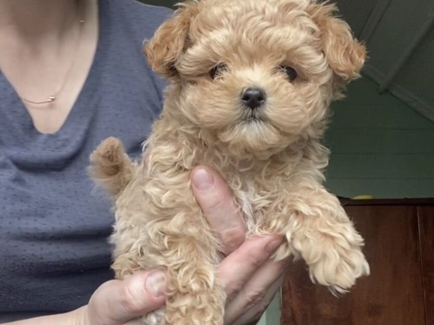 Милые малыши мальтипу