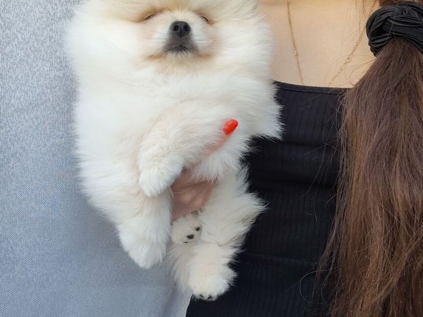 Померанский шпиц мини