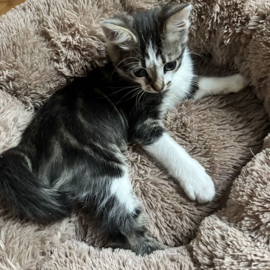 Котёнок в добрые руки