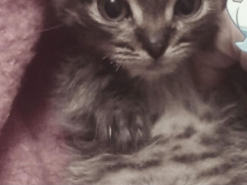Шотландский вислоухий мини кот, коротколапый