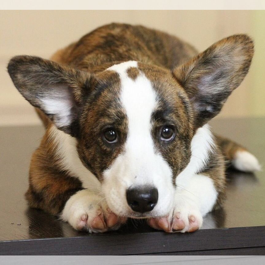 Вельш-корги кардиган