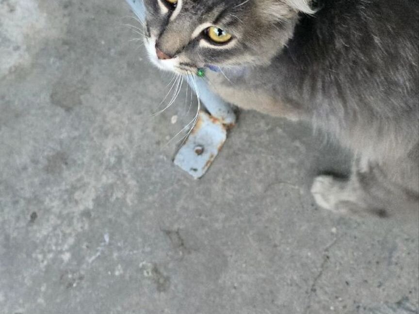 Котик невская маскарадная в синем ошейнике