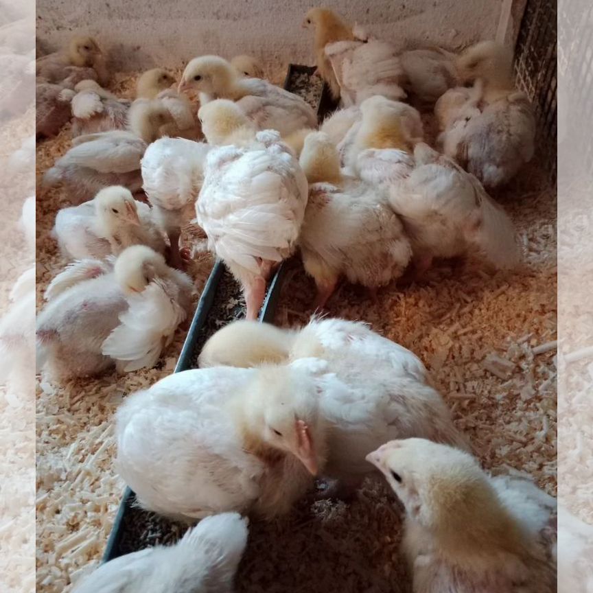 Цыплята бройлеры